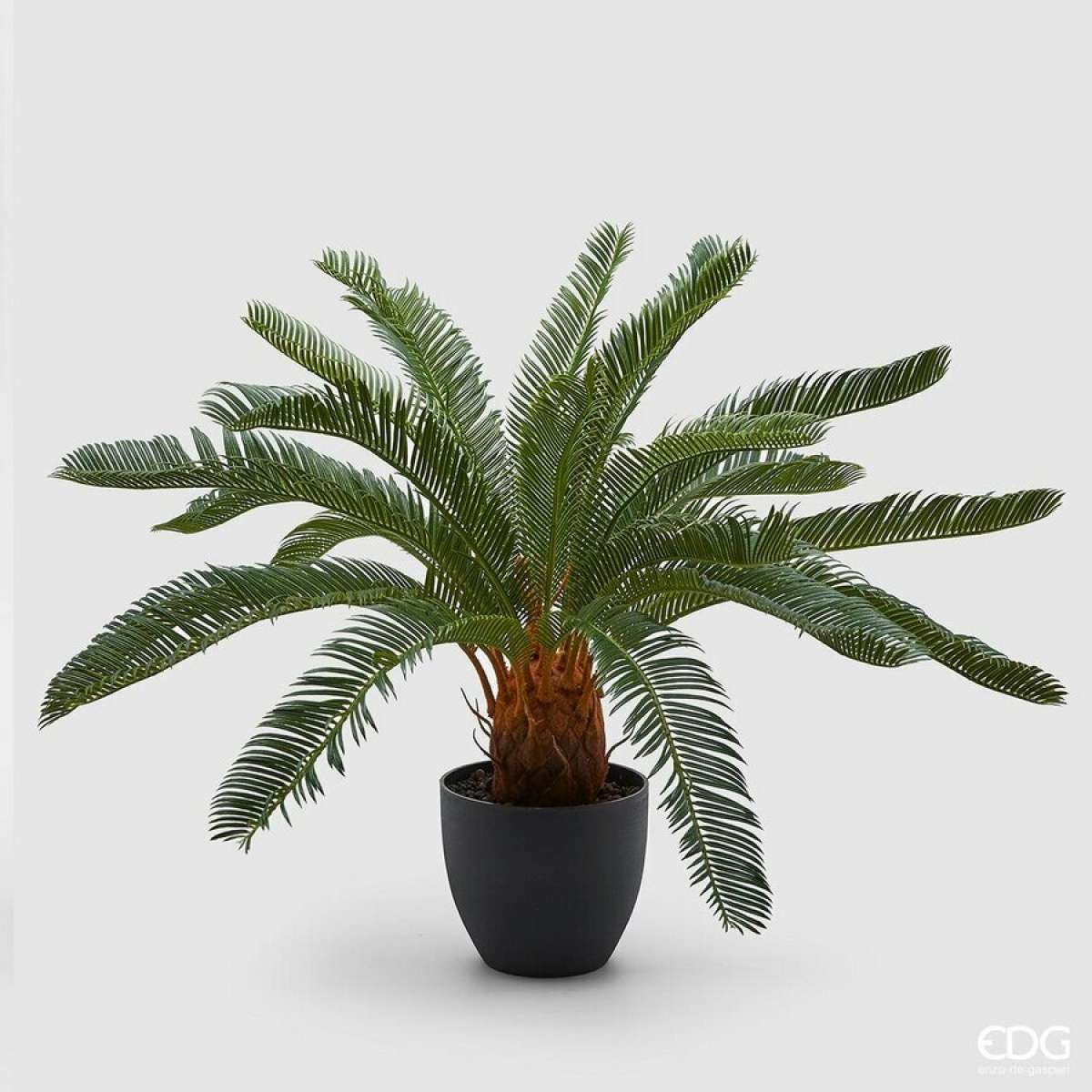 Palma Cycas con Vaso h 72 Cm - Arredo per la casa | PietroZanettihome.com